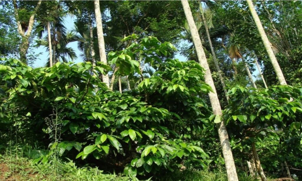14 Famous Restaurants in Coorg: A Gastronomic Journey in the Land of ...