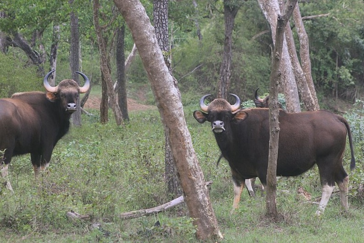 One stop Guide for Bandipur National Park - Travelmax