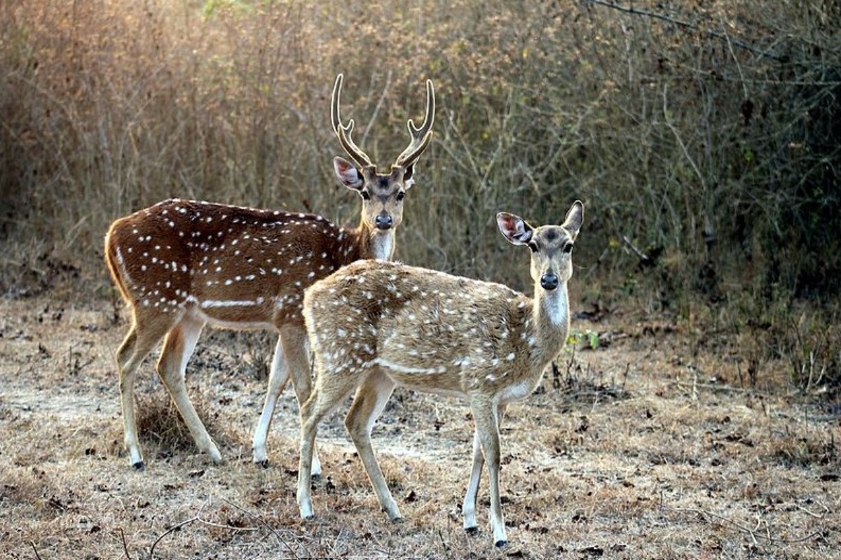 One stop Guide for Bandipur National Park - Travelmax